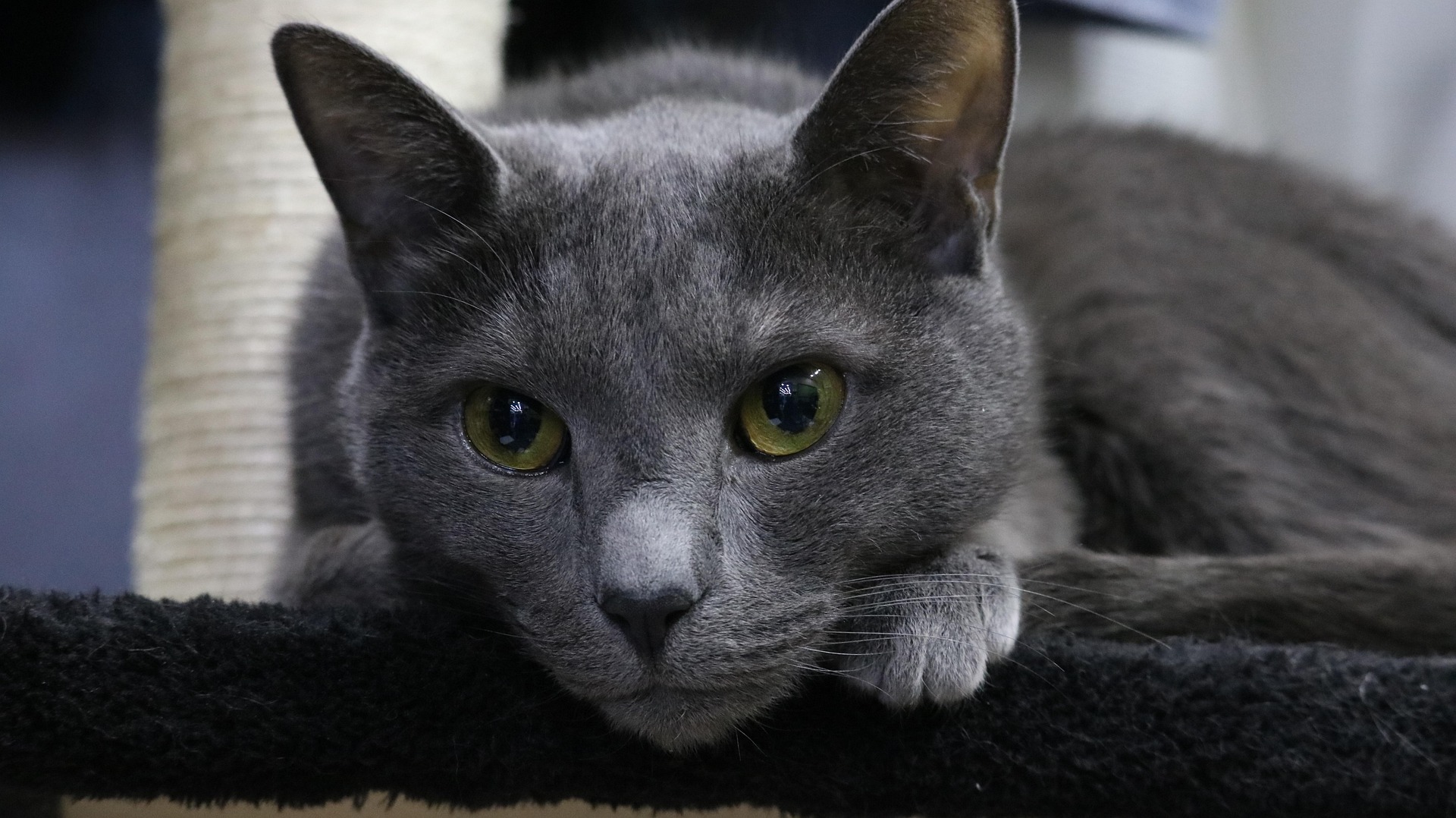 Chat Bleu Russe : Caractère, Prix, Entretien & Conseils