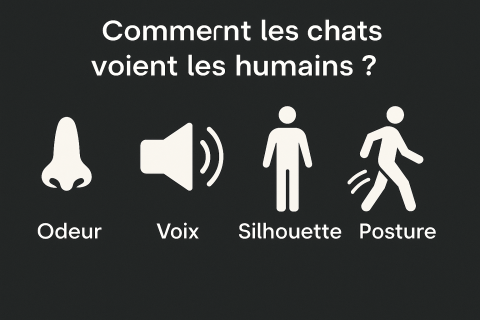 Comment voit un chat ? Ce que tu ignores sur sa vision