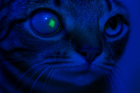 Maladies Yeux Chat : Symptômes, Traitements & Prévention